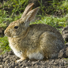 friends_rabbit | Discover Yosemite℠ - Yosemite National Park Tours